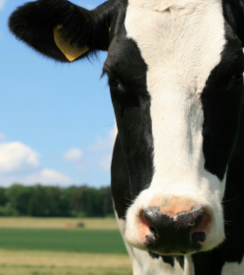 Milk Again – grouchyfarmer