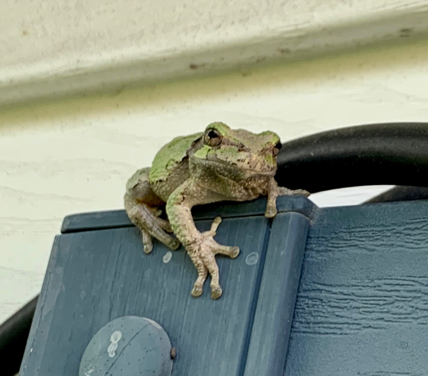 Stuff Is Growing, Frogs, 500 HP Engine, CW, and What’s Coming Up ...